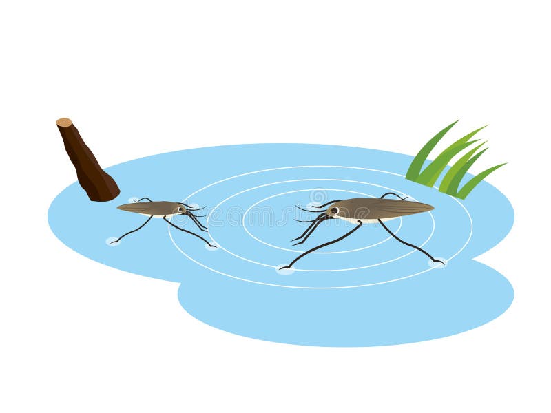 Water Strider Vector stock vector. Illustration of sign - 94291693