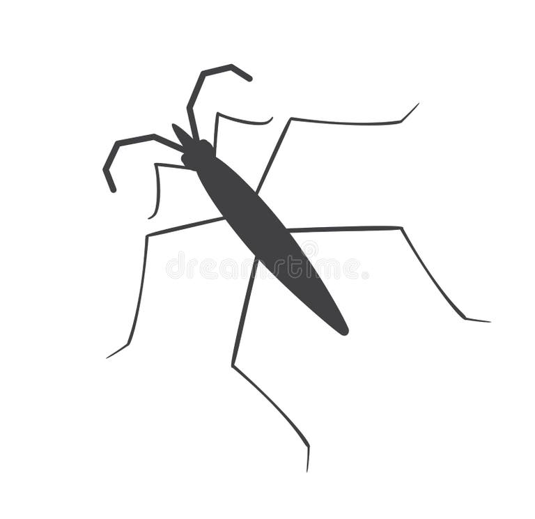 Water Strider Stock Illustrations – 192 Water Strider Stock ...