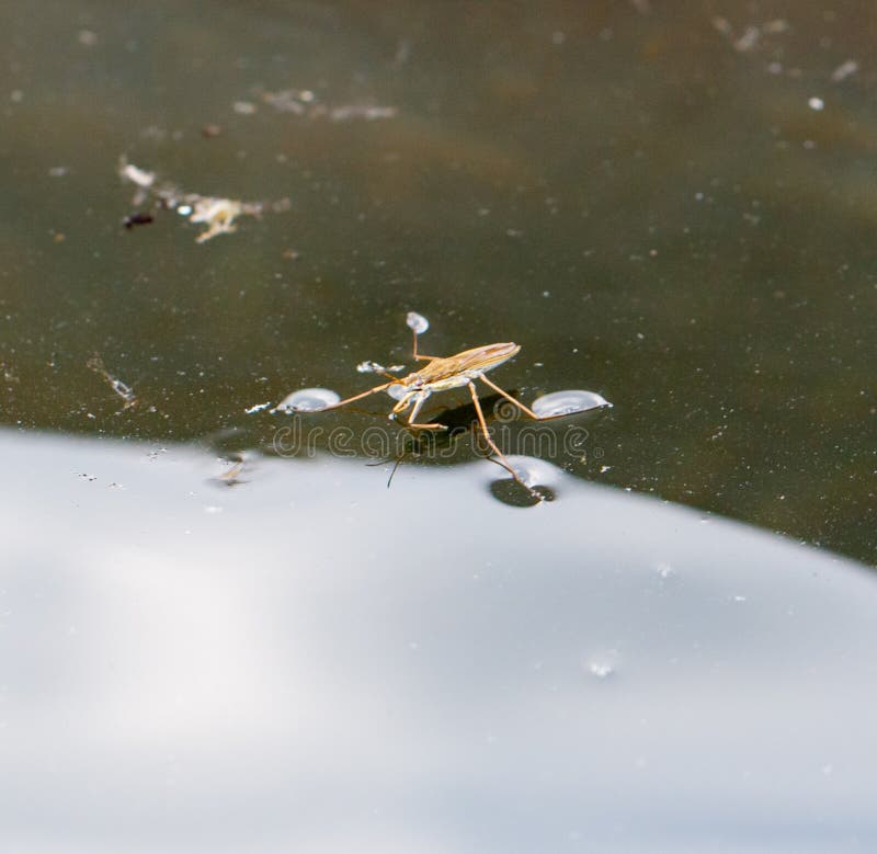 Water Strider Insect on the Surface of the Water. Macro Stock Image ...