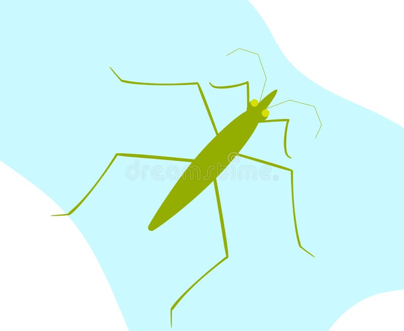 Water Strider Stock Illustrations – 91 Water Strider Stock ...