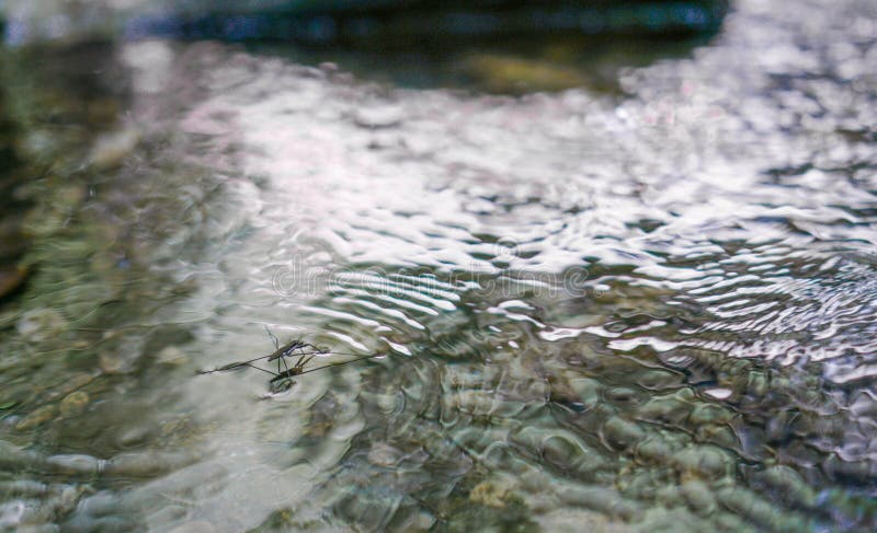 Water strider reflection stock photo. Image of invertebrate - 110046186