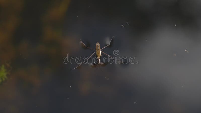 Water Strider Insects Float on Water. Insects Float on Water Like ...