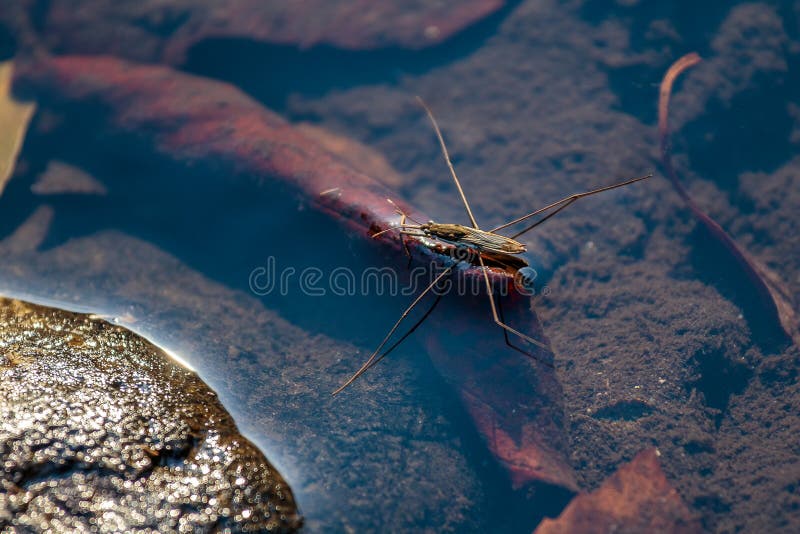 A Water Strider in a Small Stream Stock Photo - Image of waterbug ...