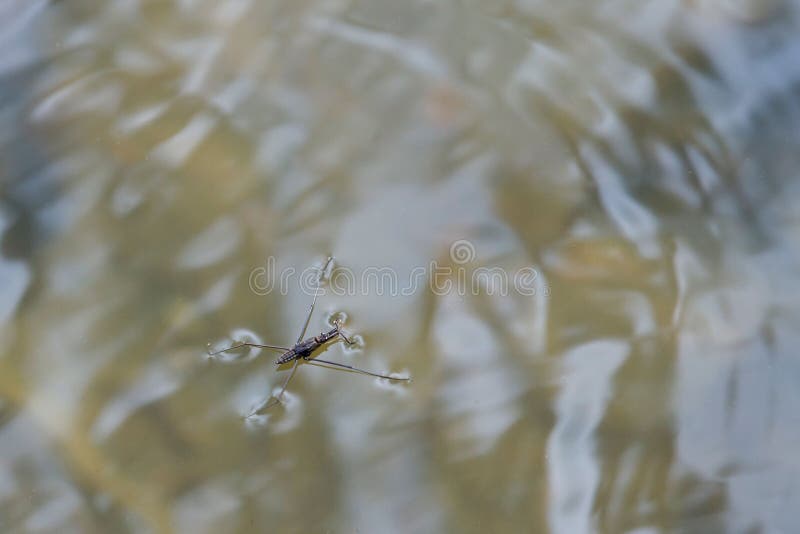 Water Strider on the Water Surface Stock Photo - Image of detail, small ...