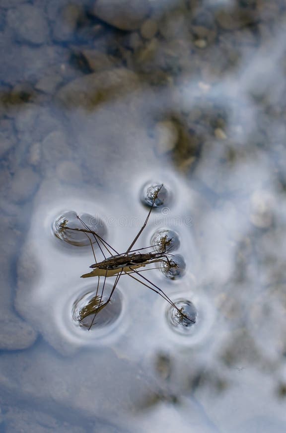 Water Strider on the Surface Stock Image - Image of surface, macro ...