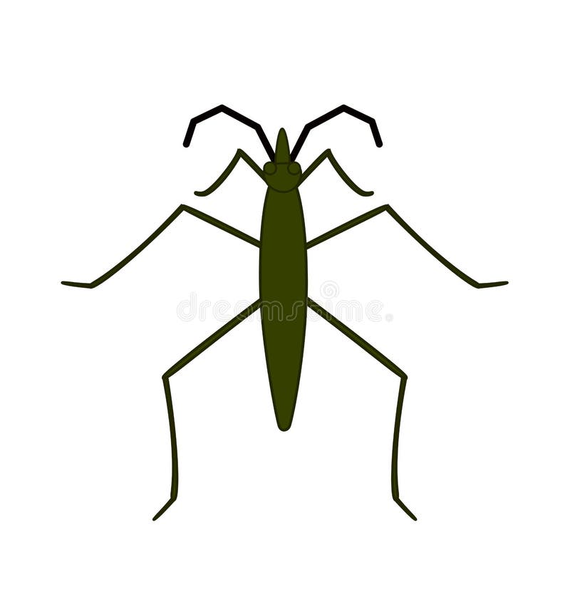 Water Strider Vector stock vector. Illustration of sign - 94291693