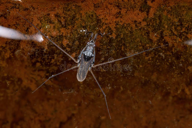 Water Strider stock photo. Image of common, river, nature - 195713354
