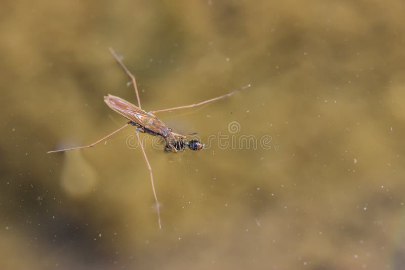Water Strider on a Water Surface Eating an Ant Stock Image - Image of ...