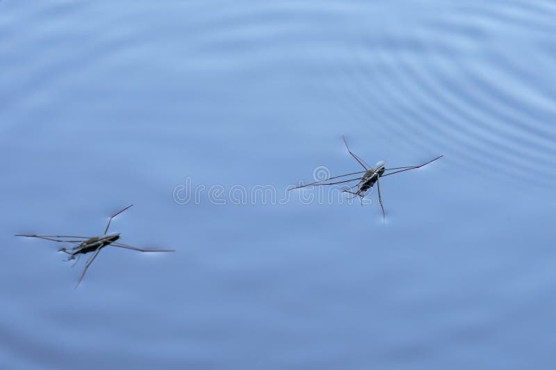 Water Striders (Gerridae Species) on Lake Surface Stock Image - Image ...