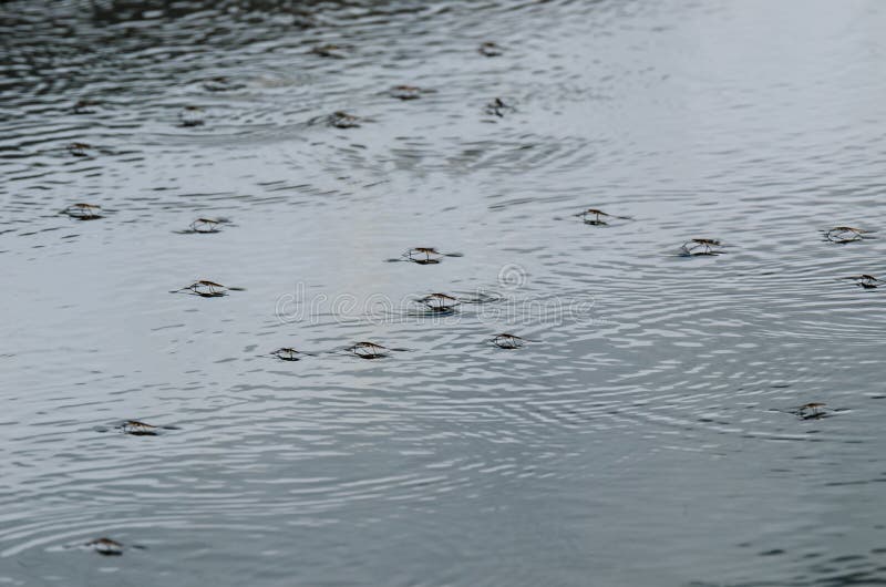 Water striders stock photo. Image of animal, phenomenon - 197076590