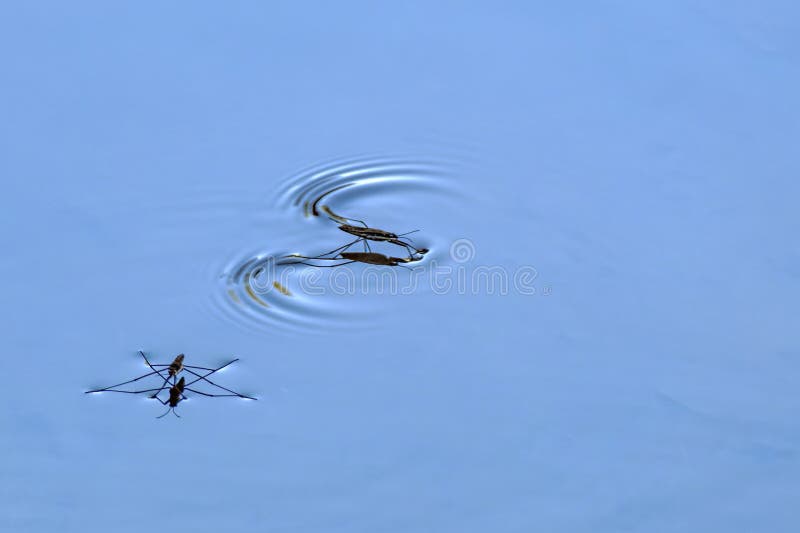 Water striders on a pond stock image. Image of close - 218782313