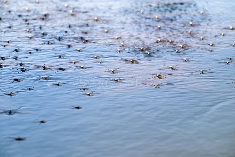 Water Striders on Water. Reflections in a Pond. Stock Image - Image of ...