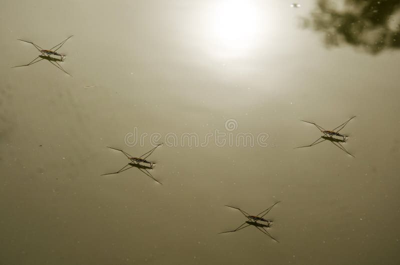 4,434 Water Bugs Stock Photos - Free & Royalty-Free Stock Photos from ...