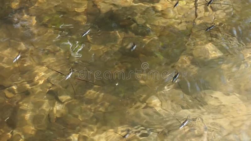 Water Striders Running on the Surface of the Flowing Water. Stock ...