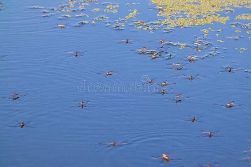 Water Striders on the Water Surface Close-up. Insects in the Wild Stock ...