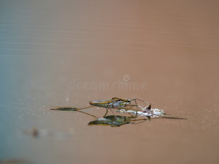 Water Striders on Water. Reflections in a Pond Stock Image - Image of ...