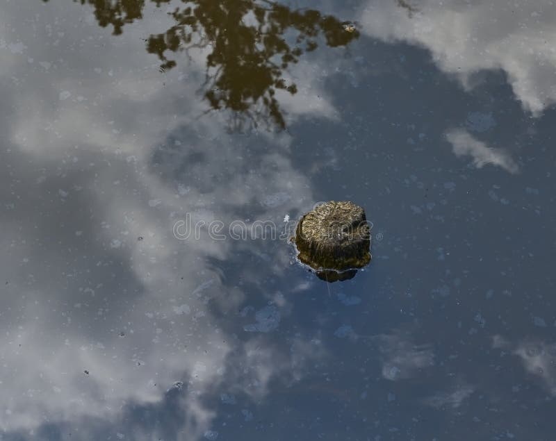 Water and Stump. Stump in the Water Stock Photo - Image of foliage ...