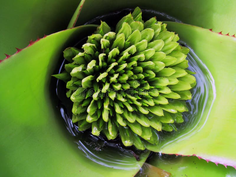 Chlorophyll stock photo. Image of bushes, wilderness, chlorophyll - 3355656