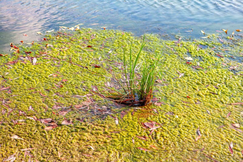 Morass wilderness stock photo. Image of landscape, blue - 177938994