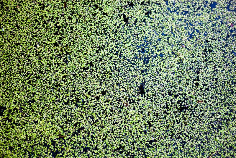 Water Surface Covered with Green Duckweed Stock Photo - Image of ...