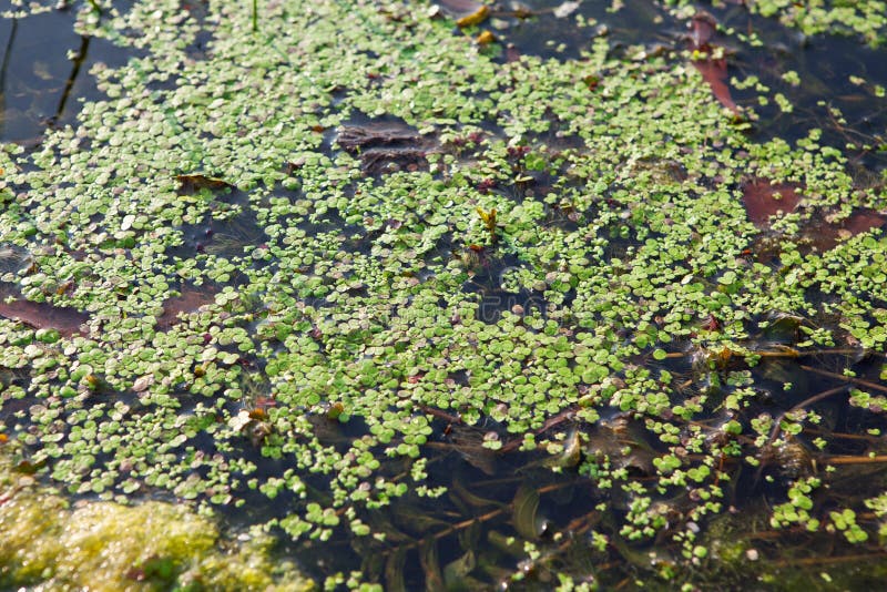 Water Surface Covered by Plants Stock Photo - Image of wilderness, weed ...