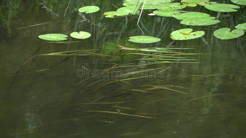 Water Surface of Freshwater Lake River Scenery with Algae Stock Footage ...