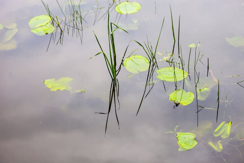 Water Surface with Lily Pads Stock Image - Image of riverside, reed ...