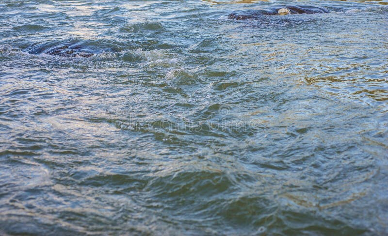 Water Surface from the Perspective of the Eye Level. in the Even Stock ...