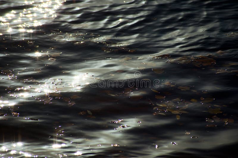Water Surface with Plants and Bright Highlights Stock Photo - Image of ...