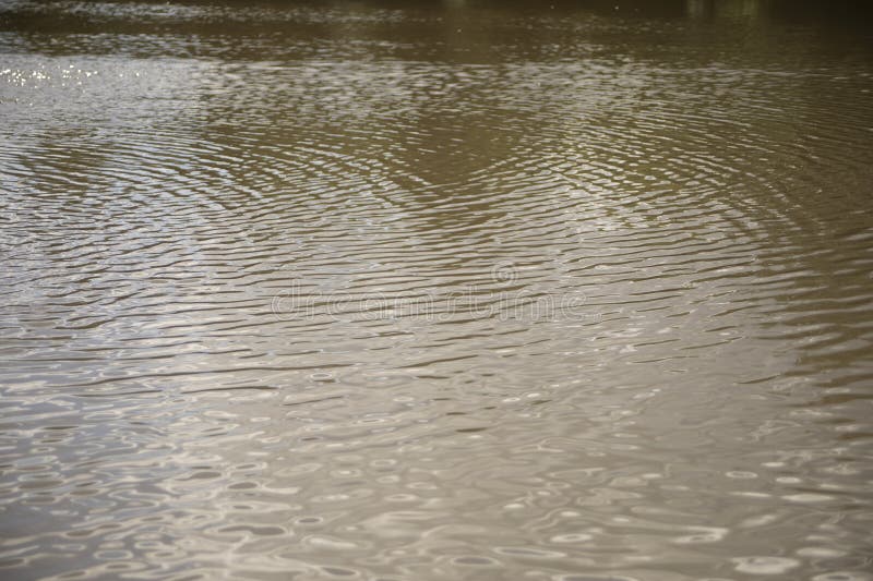 Water Surface. a Pond in the Forest Stock Image - Image of autumn ...