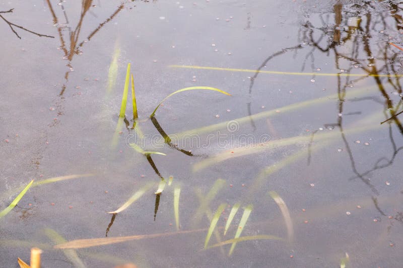 The Water Surface of a Pond is Frozen Over and Plants are Trapped in it ...