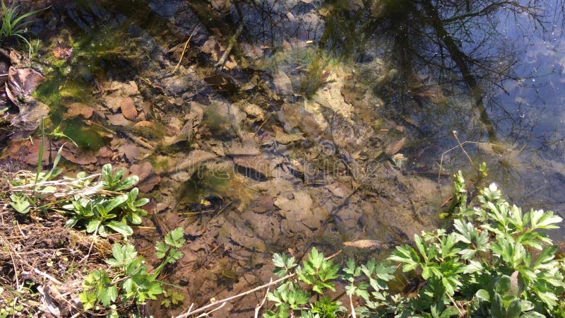 Water Surface of a Small Shallow Pond with Reflection of Trees Stock ...