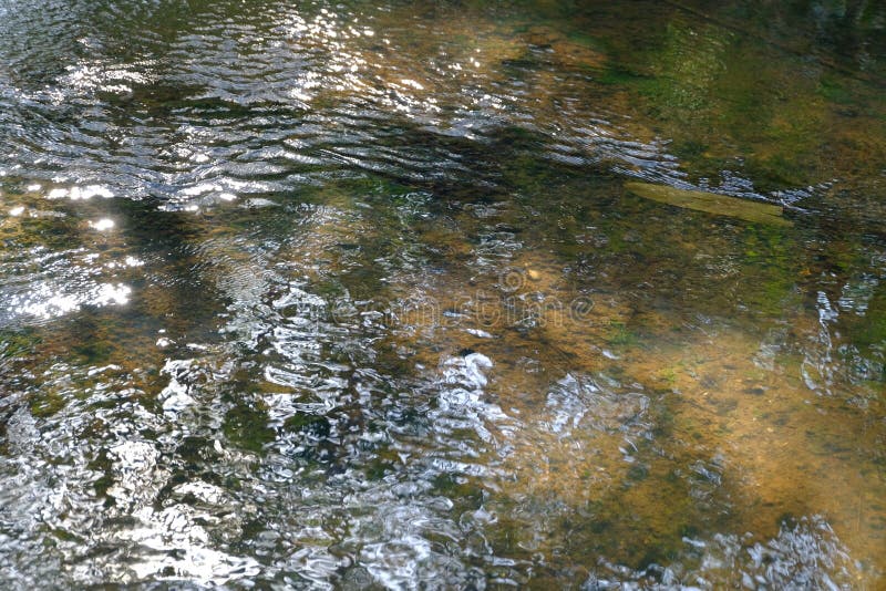 Slowly Flowing River in the Deep Forest in Czech Republic. Stock Image ...