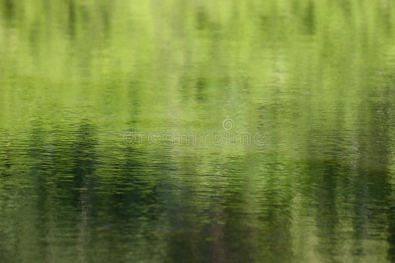 Water surface in a swamp stock image. Image of summer - 230366323