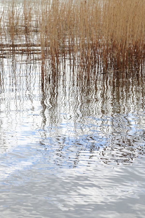 Abstract Background: Still Pond Reflections of Reeds Stock Photo ...