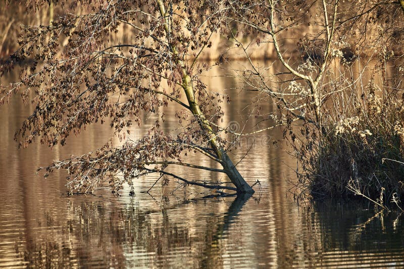 Water Surface with Trees and Reed Stock Photo - Image of landscape ...