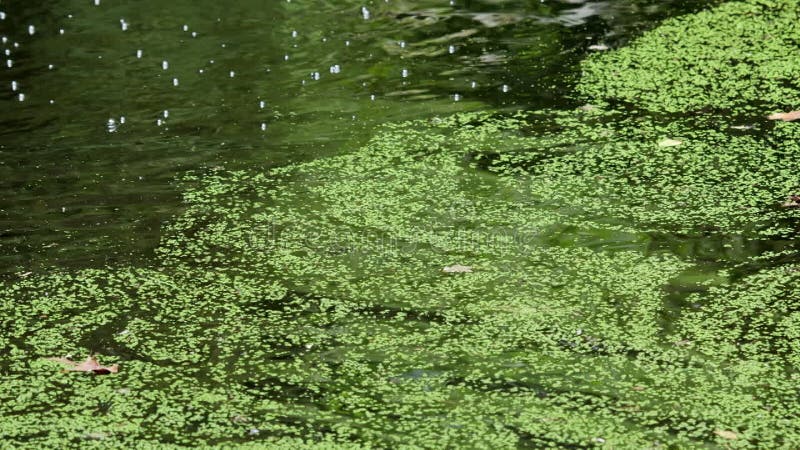 Water Swirling in Algae Pond Stock Video - Video of thick, area: 289113535