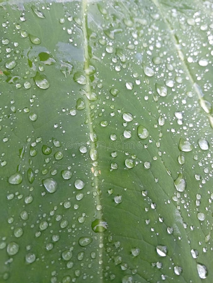 Taro Leaves are Very Large To Protect the Plants Beneath Them Stock ...