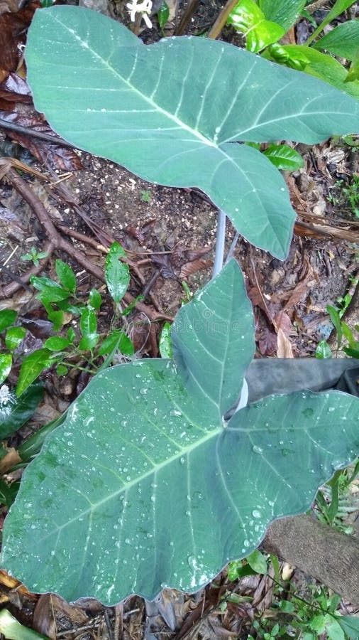 Water on Taro Leaves Air Di Daun Talas Stock Image - Image of taro ...