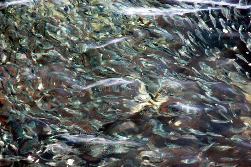 Water texture stock image. Image of ripple, wave, ruffle - 728583