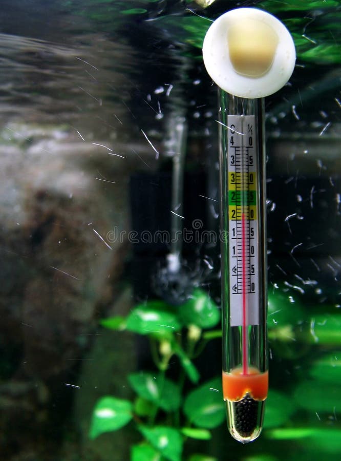 Water Thermometer stock image. Image of thermal, aquarium - 1555755