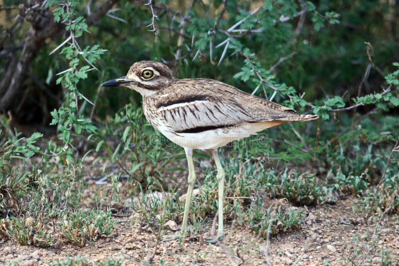 A Water Thick Knee Looking for Some Shade Stock Photo - Image of bank ...