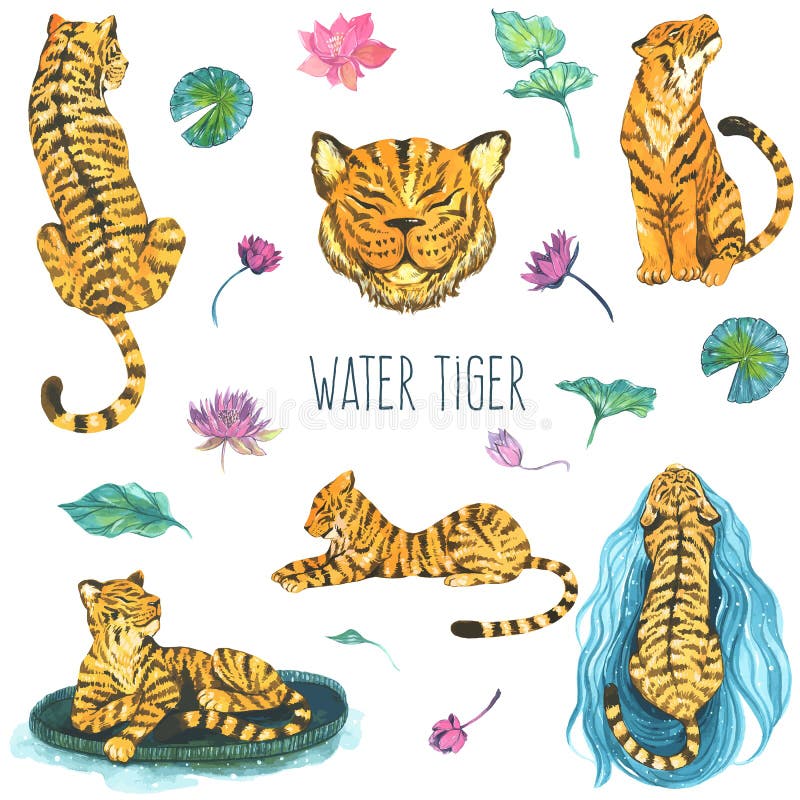 Water Tiger, Watercolor Illustrations. Vector Isolated Elements Stock ...
