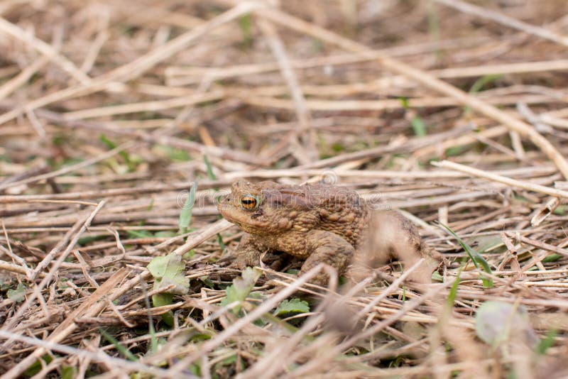 Water toad swamp stock image. Image of toad, frog, spring - 216247895