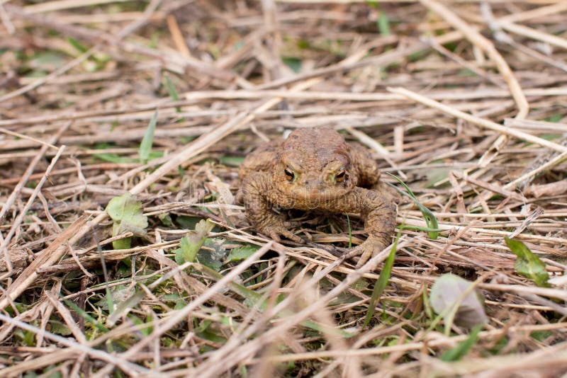 Toad hopping along stock photo. Image of animal, state - 222901520