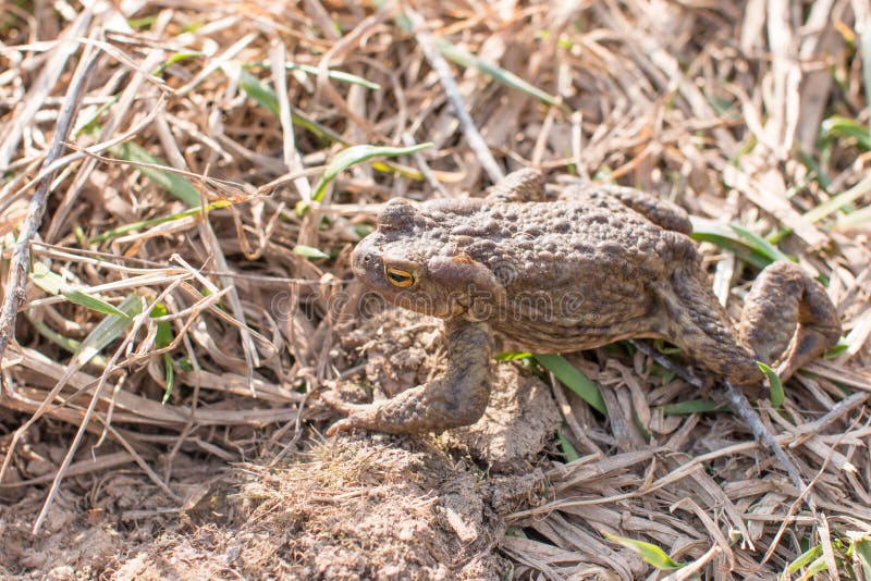 Water toad swamp stock photo. Image of spring, amphibious - 216247892