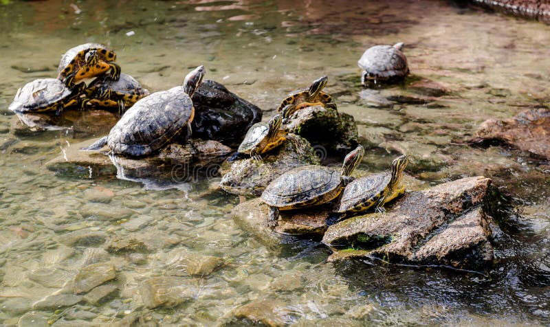 Tortoises in the water stock photo. Image of shell, pond - 59282498