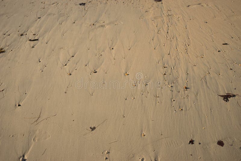 Water trace stock photo. Image of zealand, sand, beach - 40324406