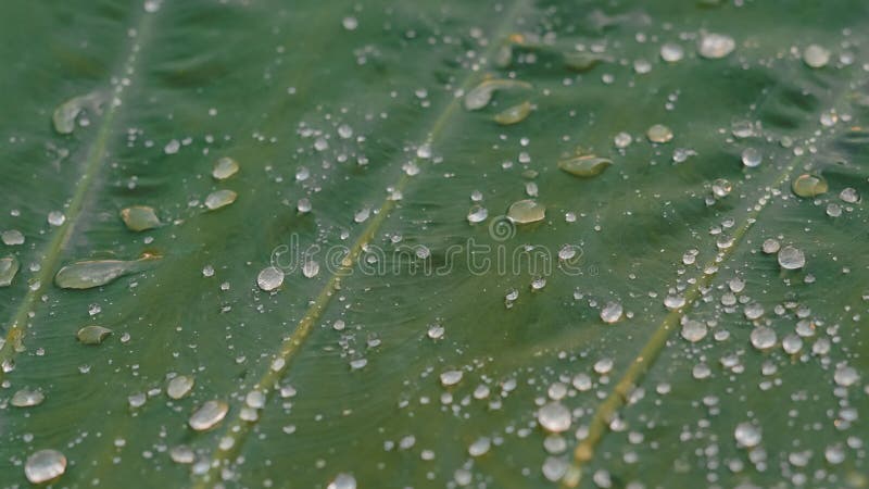 Water in tree stock image. Image of tree, drop, sunlight - 207283001