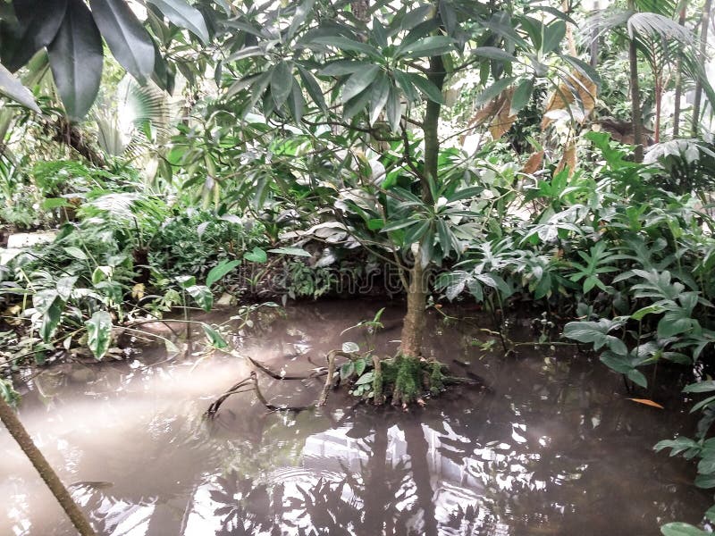 Water tree stock image. Image of water, tree, forest - 96782263